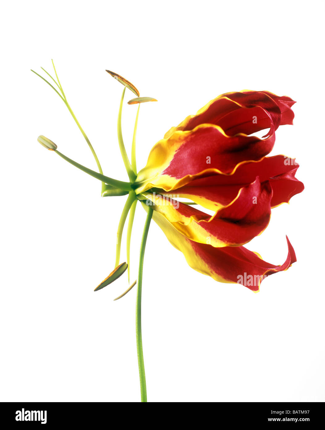 Flame lily (Gloriosa sp.) flower with open petals and collapsed stamens ...