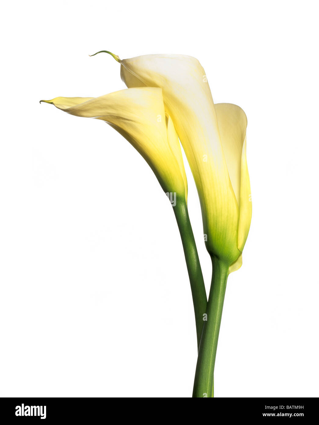 Monocot lily plant Cut Out Stock Images & Pictures - Alamy