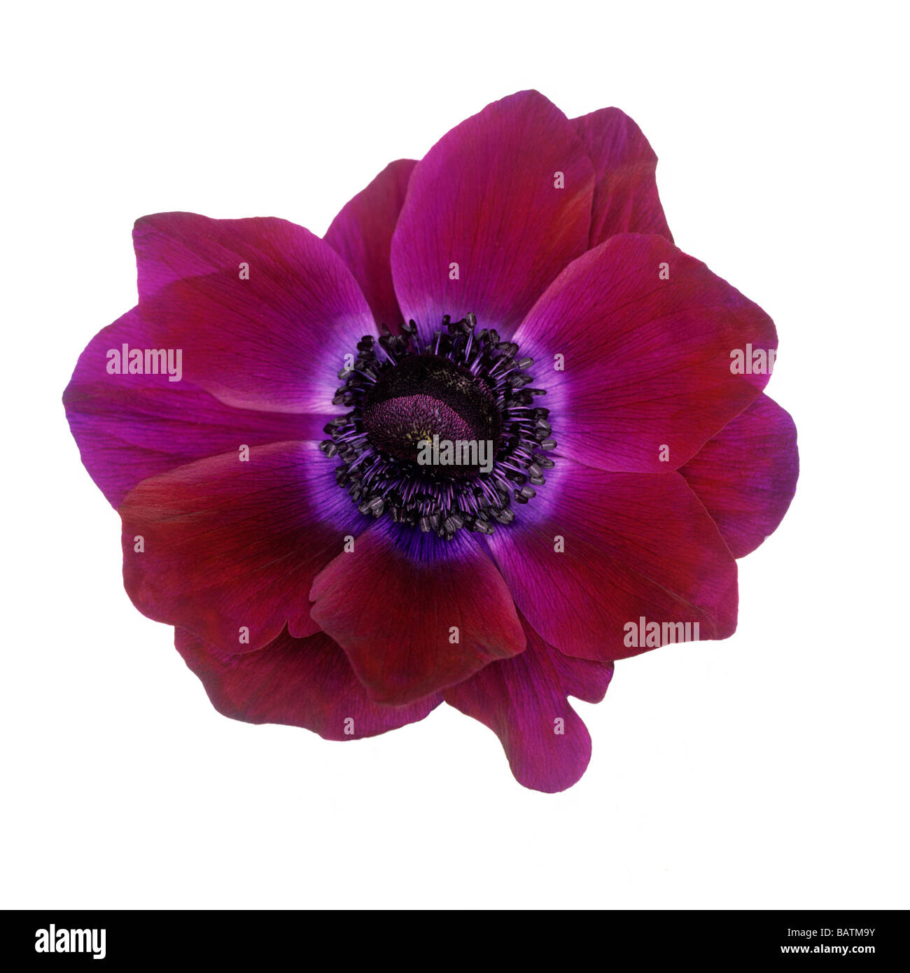 Beautiful simple flower Cut Out Stock Images & Pictures - Alamy