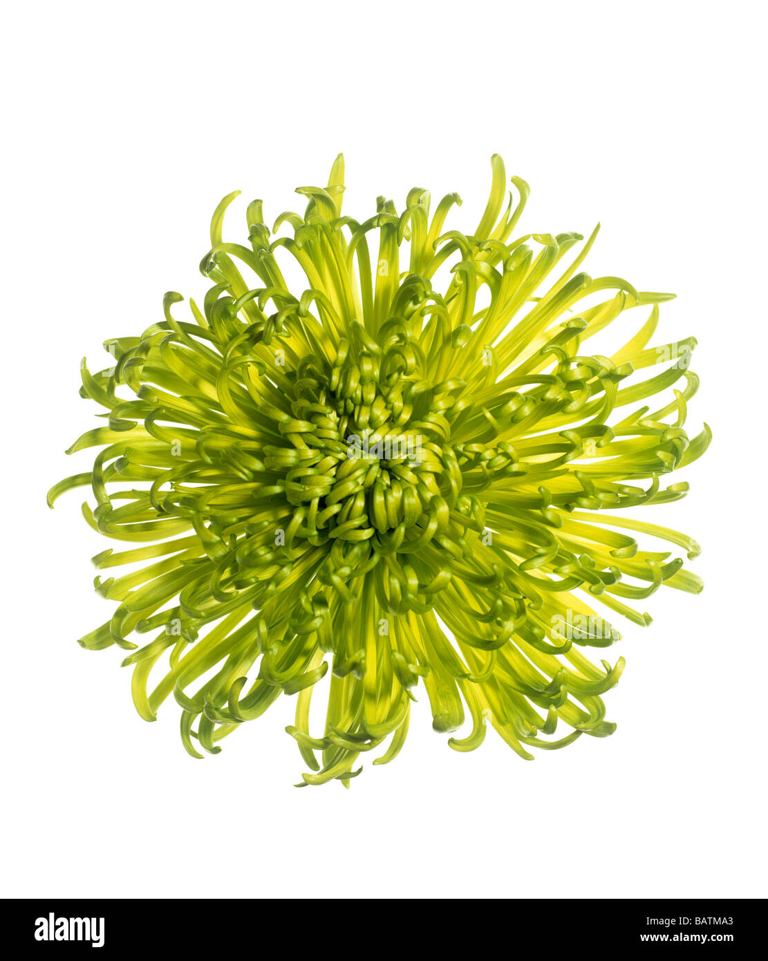 Chrysanthemum flower is made up of individual flowers called florets ...