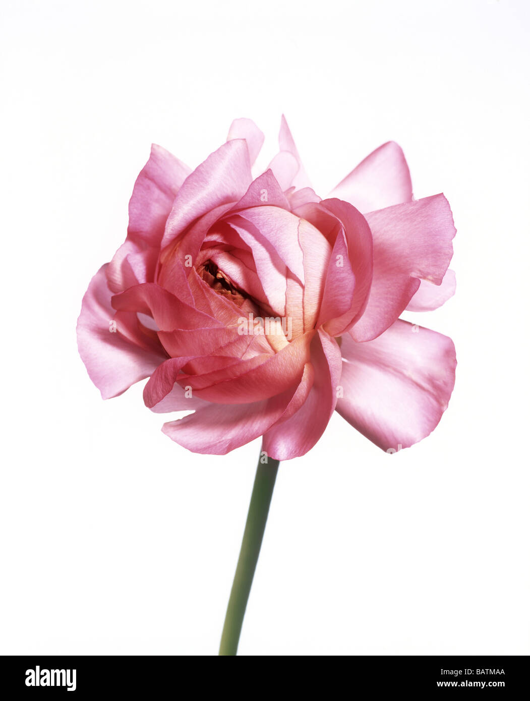 Persian buttercup (Ranunculus asiaticus) flower Stock Photo - Alamy