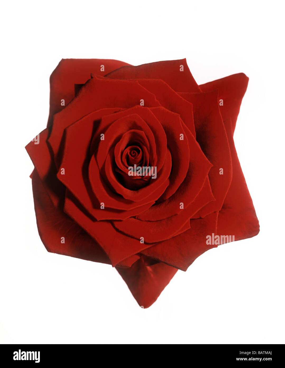 Red rose (Grand Prix Stock Photo - Alamy