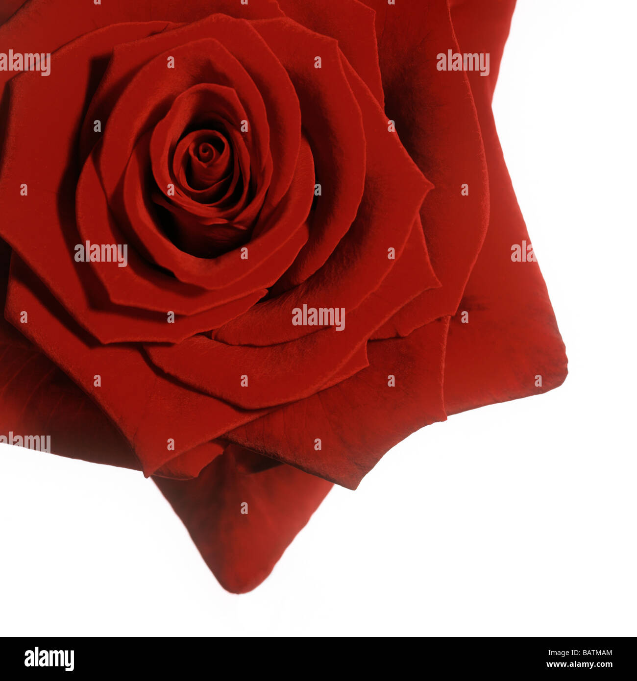 Red rose (Grand Prix Stock Photo - Alamy