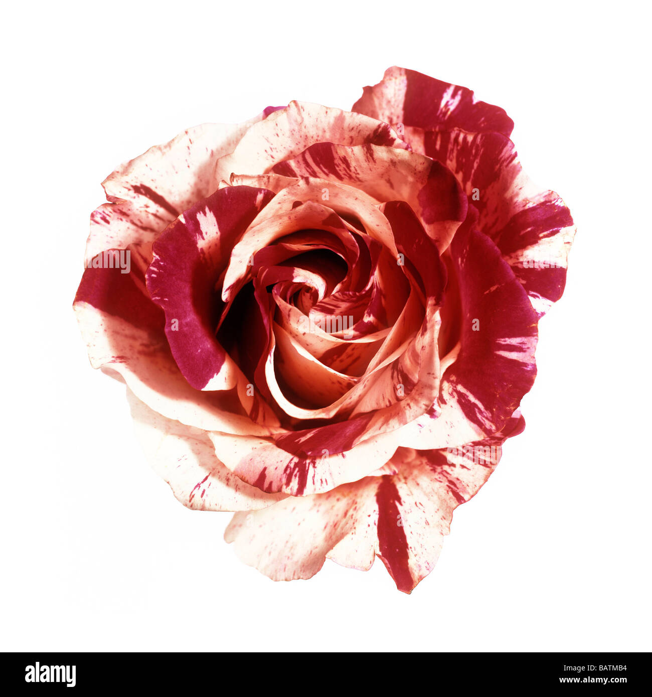 Red rose (Grand Prix Stock Photo - Alamy