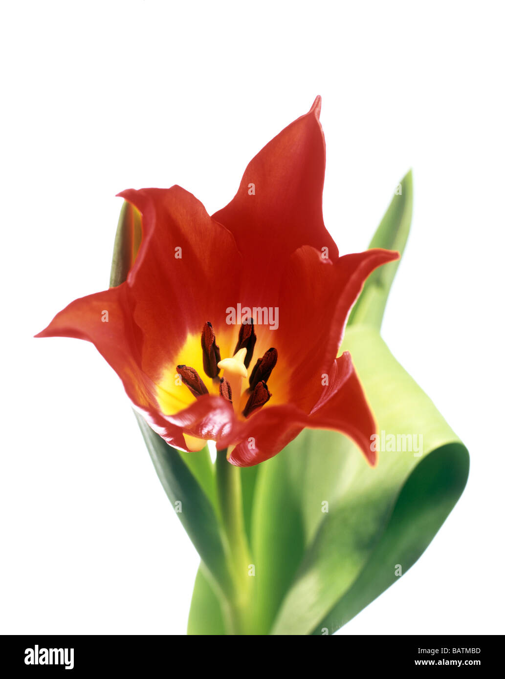 Tulip reproduction. Reproductive structures ofa tulip (Tulipa sp ...