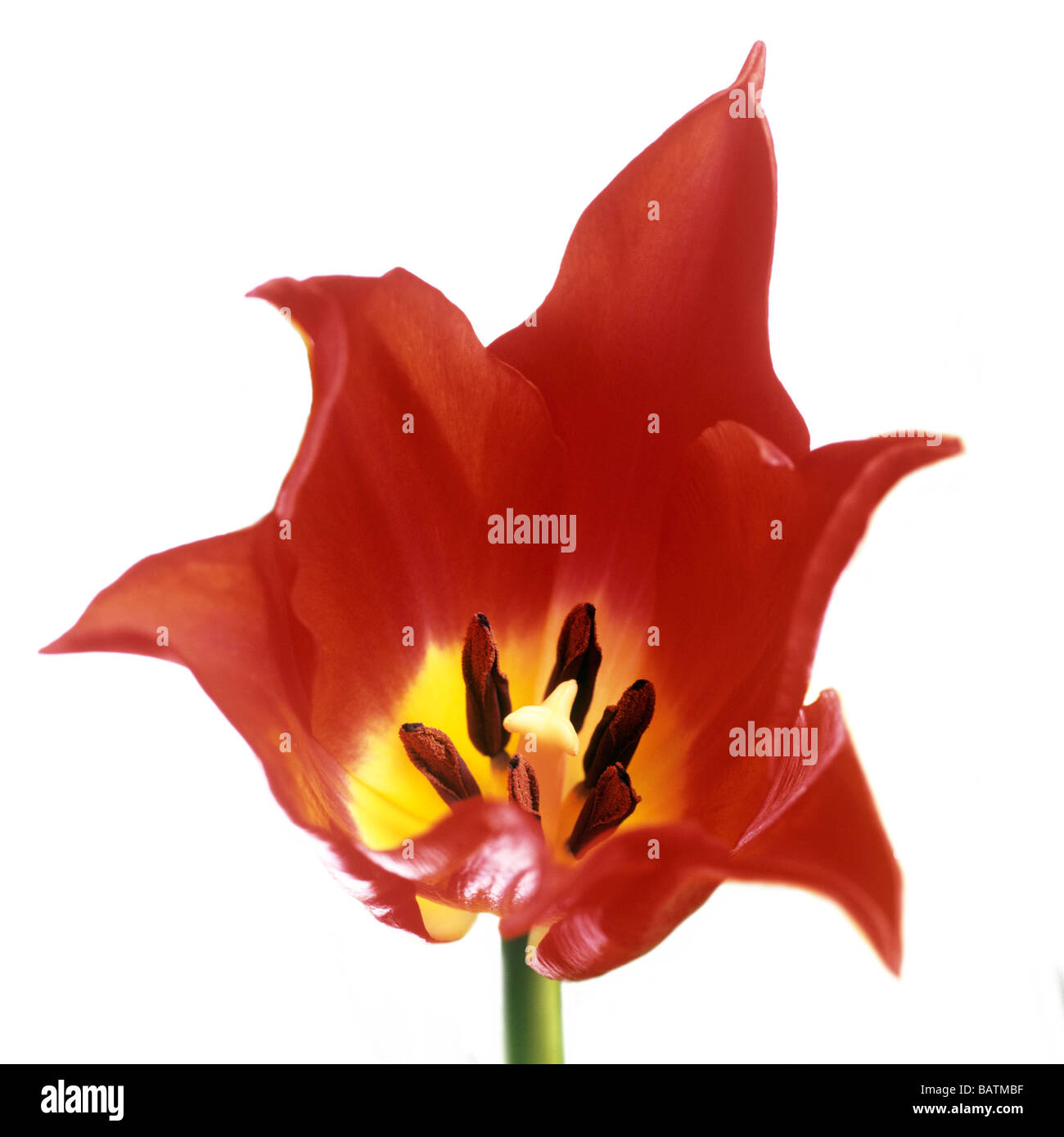 Tulip reproduction. Reproductive structures ofa tulip (Tulipa sp ...