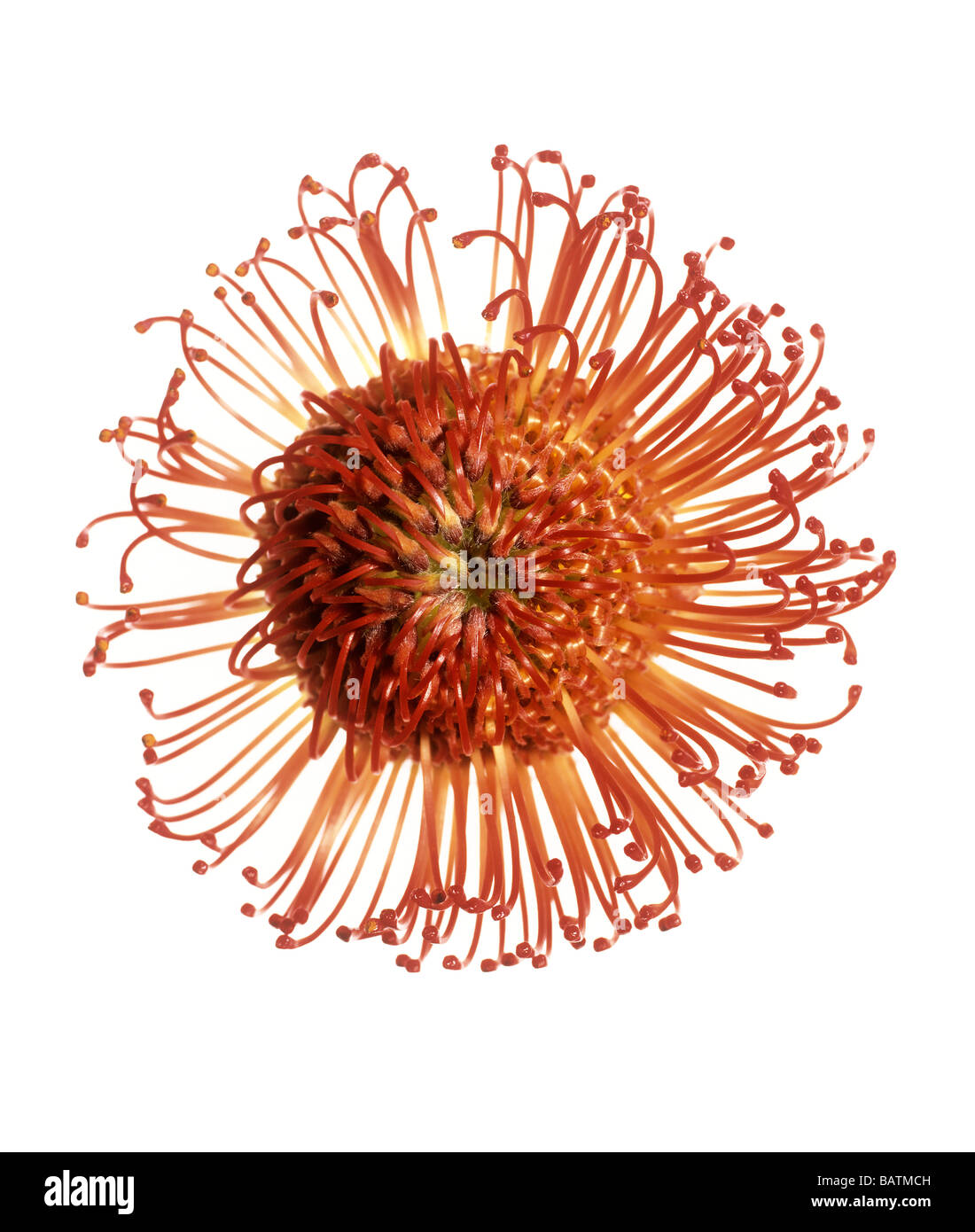 Pincushion plant leucospermum sp hi-res stock photography and images ...