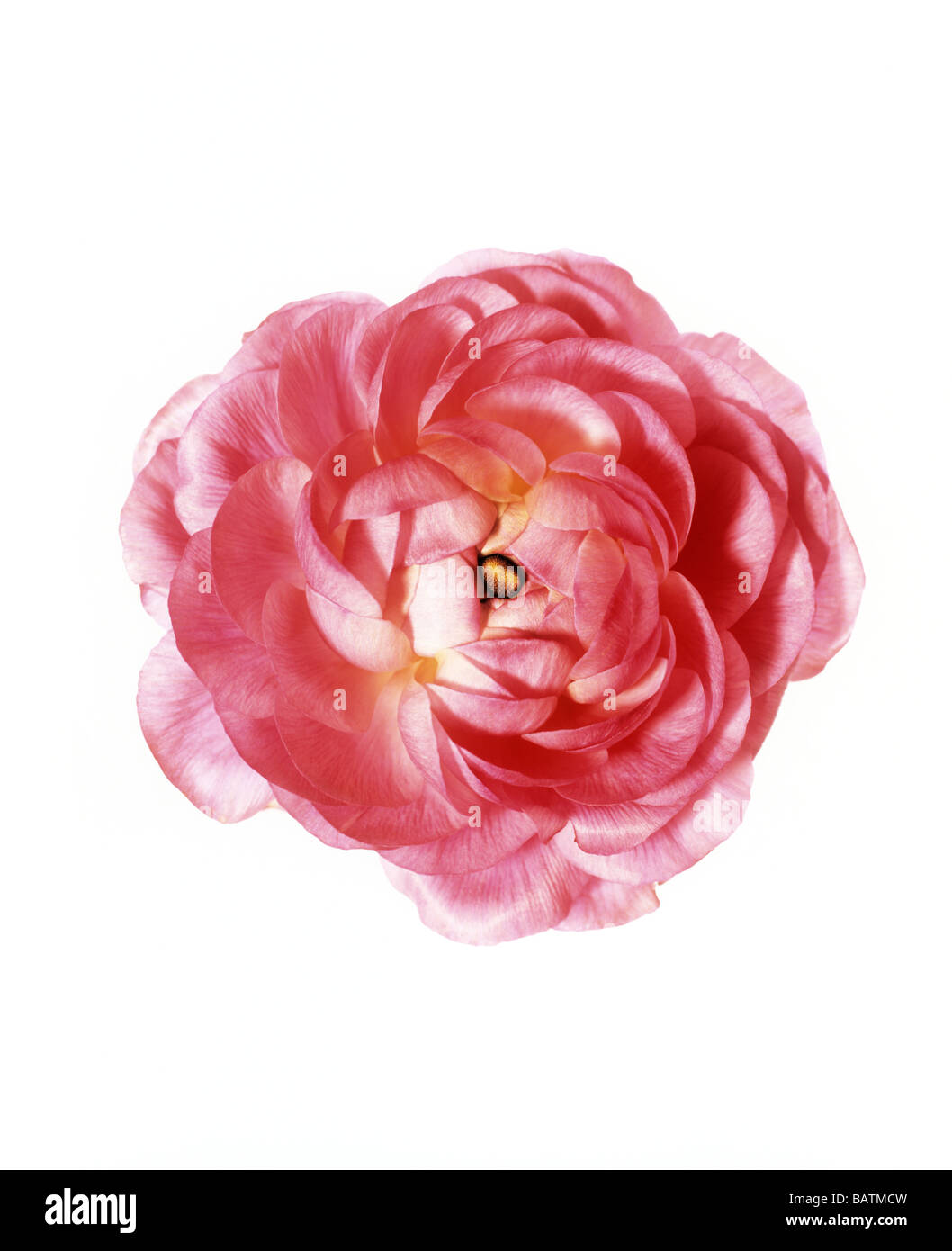 Persian buttercup (Ranunculus asiaticus) flower Stock Photo - Alamy