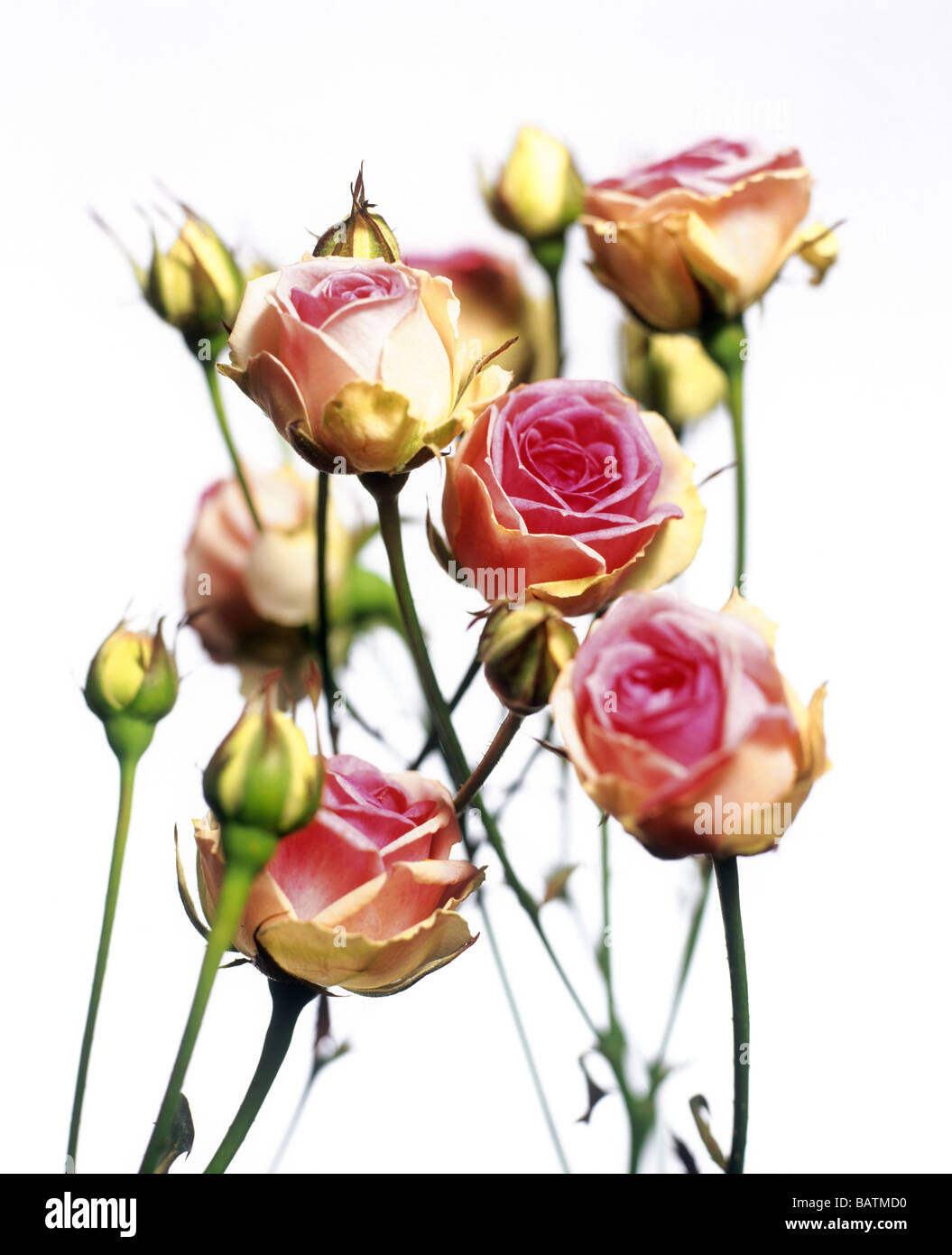 Roses (Rosa) flowers and buds Stock Photo - Alamy