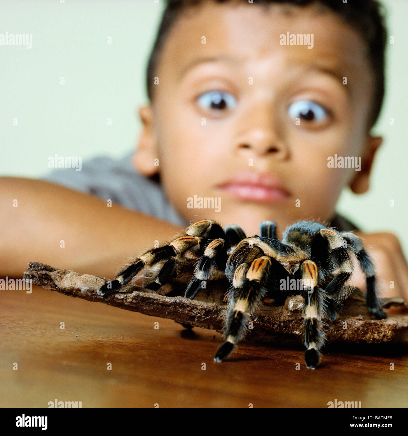 Red-kneed tarantula (Brachypelma sp.) being observed by its owner, a ...