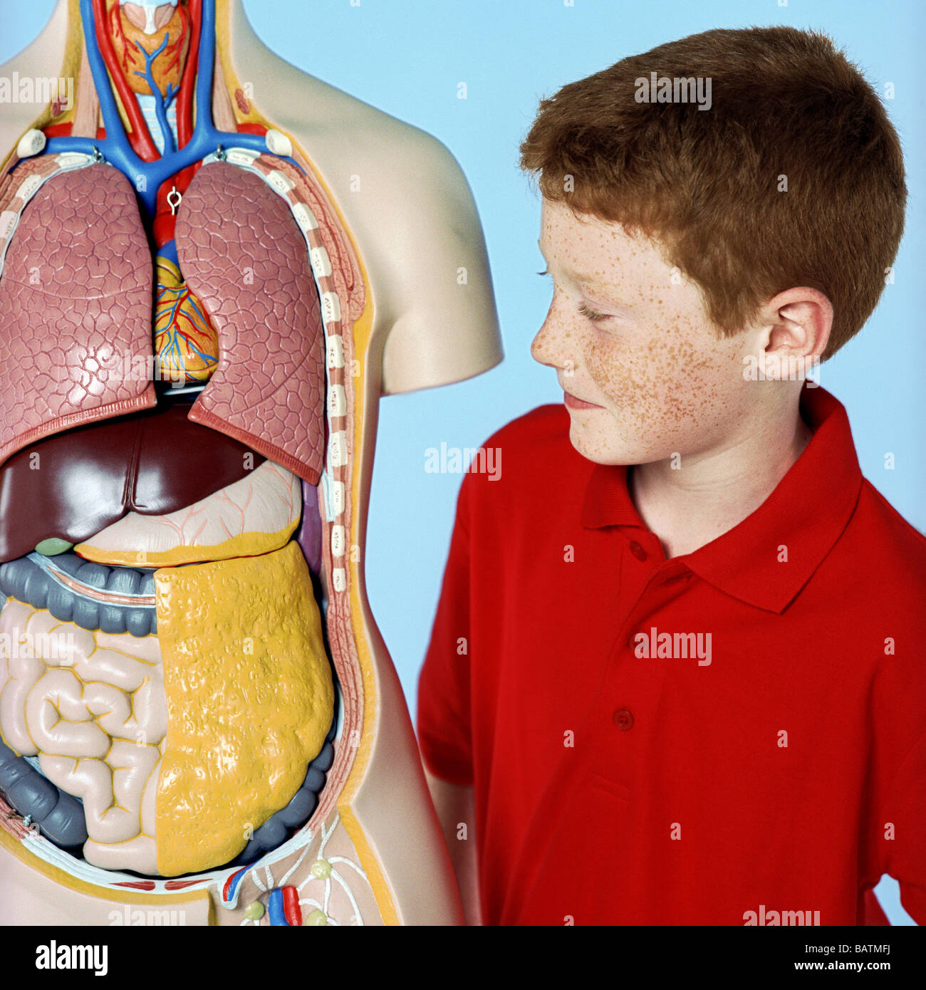 Anatomy model being studied by a nine year old boy Stock Photo - Alamy