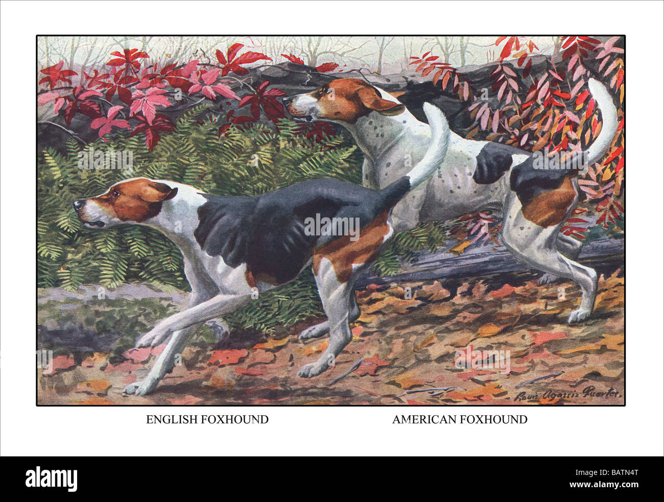 American foxhound hi-res stock photography and images - Alamy