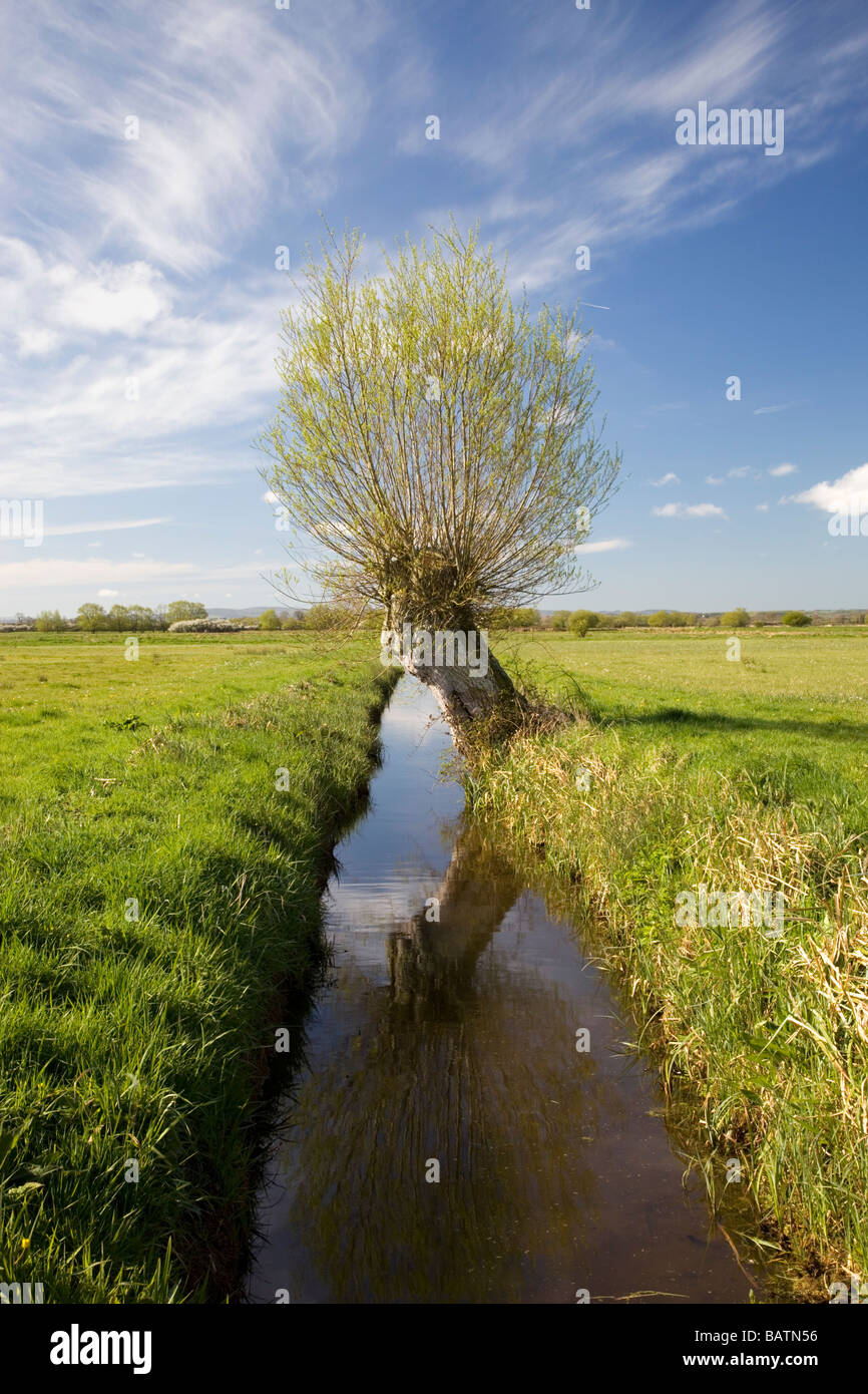 Growth pollard tree hi-res stock photography and images - Alamy