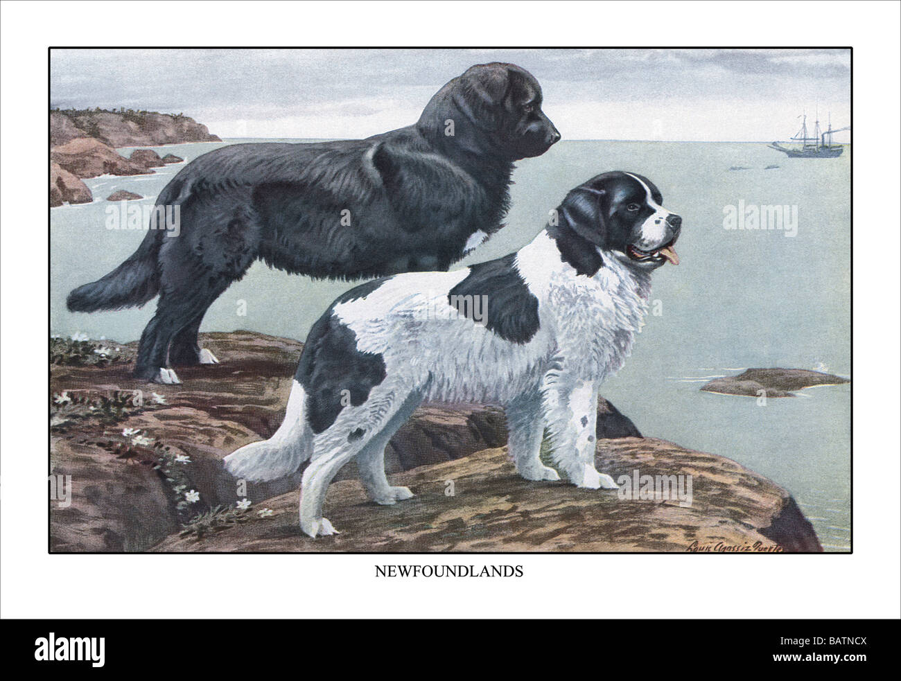 Newfoundlands hi-res stock photography and images - Alamy