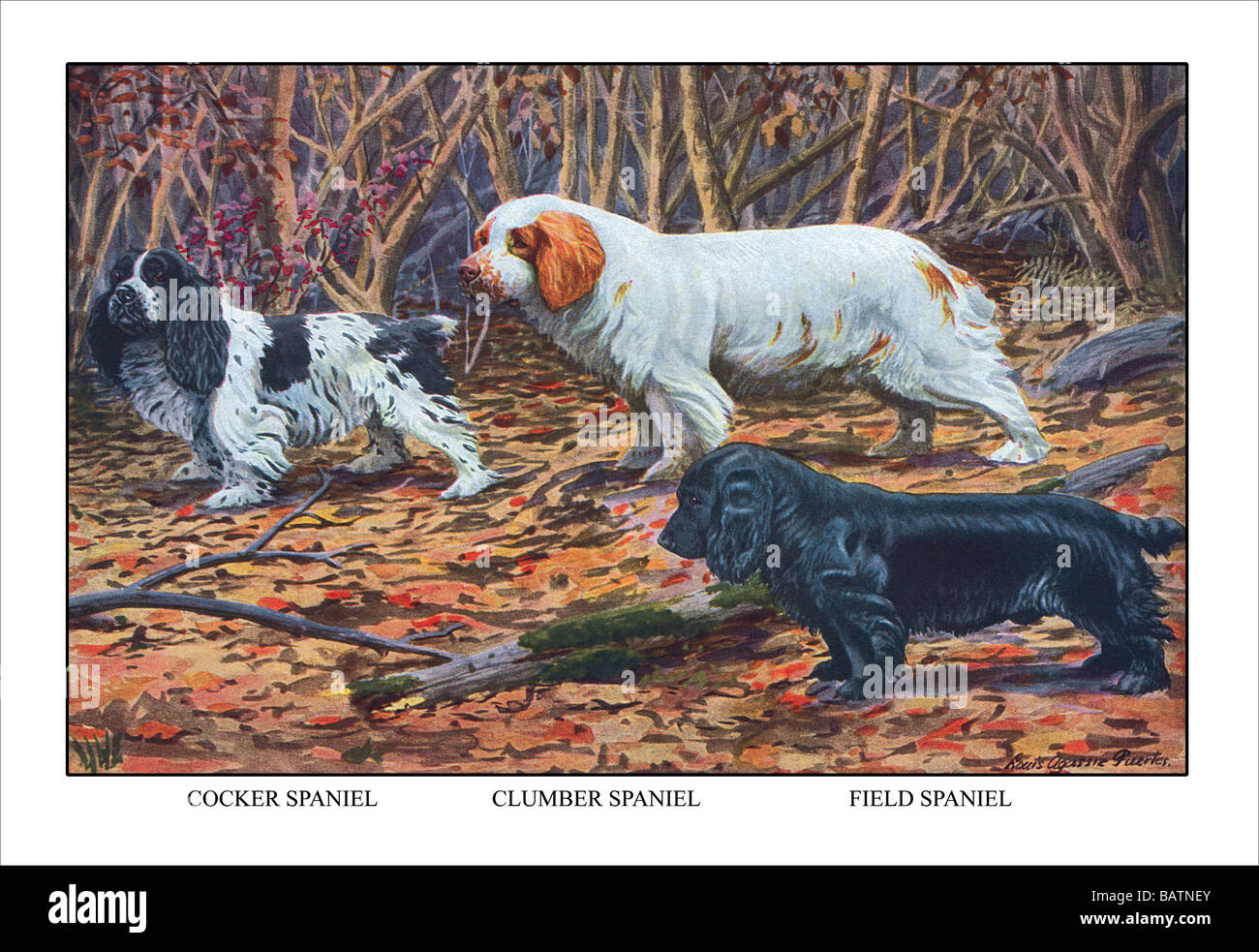Cocker Spaniel,Clumber Spaniel,and Field Spaniel Stock Photo - Alamy