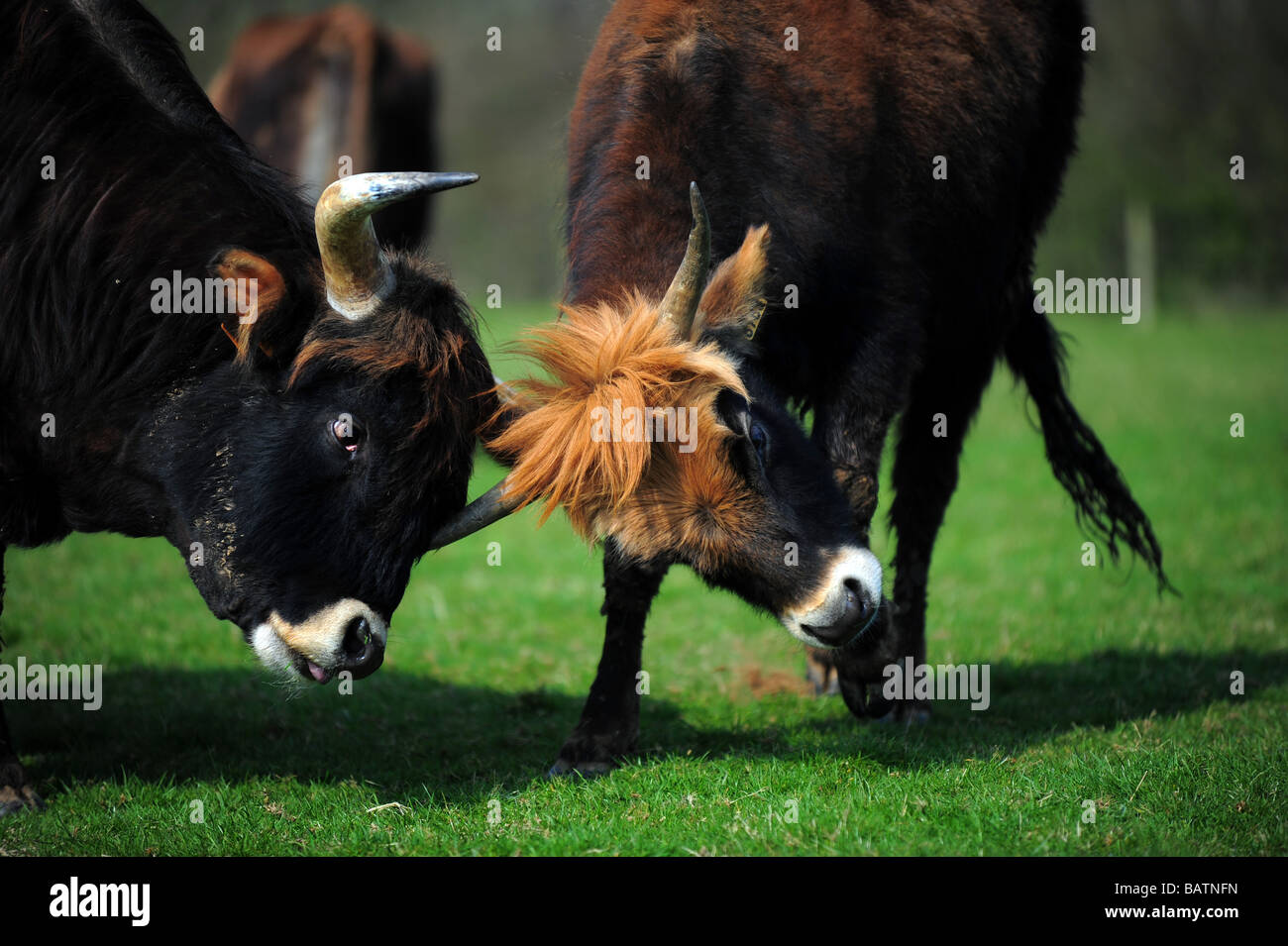 Heck Cattle, pictured at Upcott Grange Farm, near Lifton, Cornwall ...