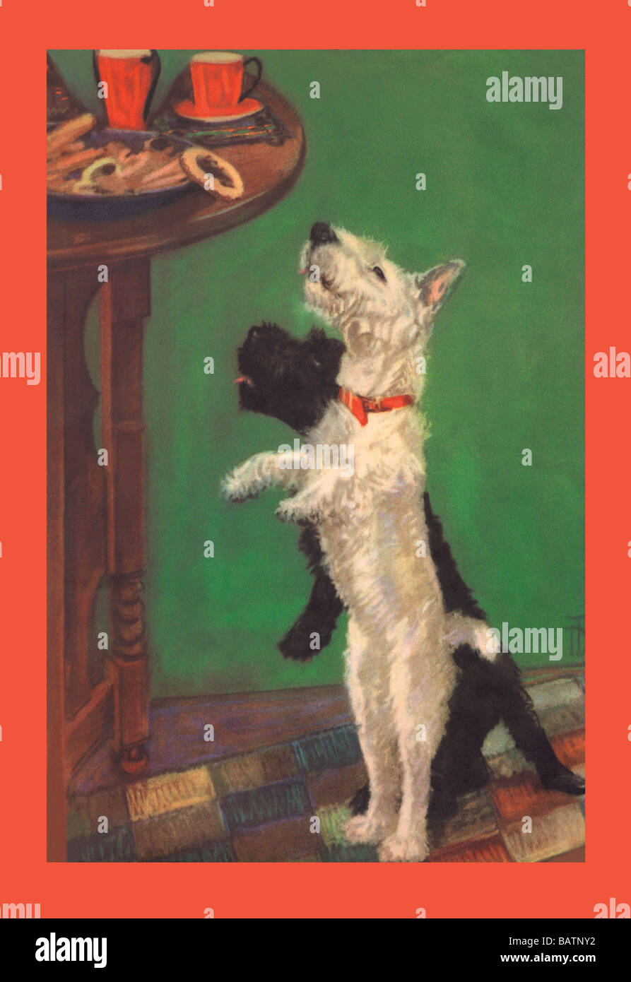 Foolish dog hi-res stock photography and images - Alamy