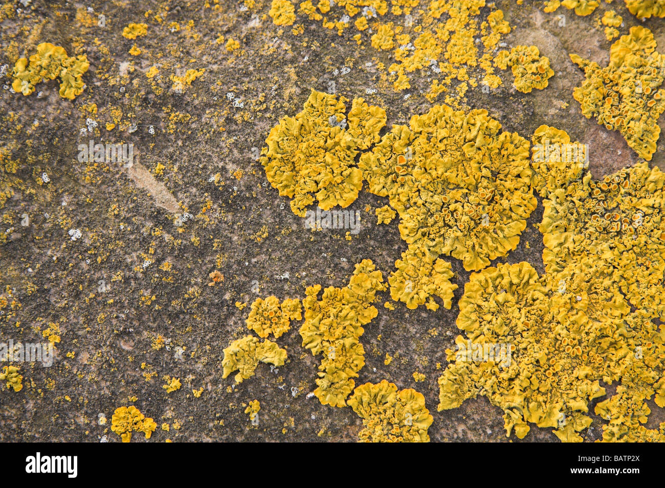 Yellow lichen on stone Stock Photo - Alamy
