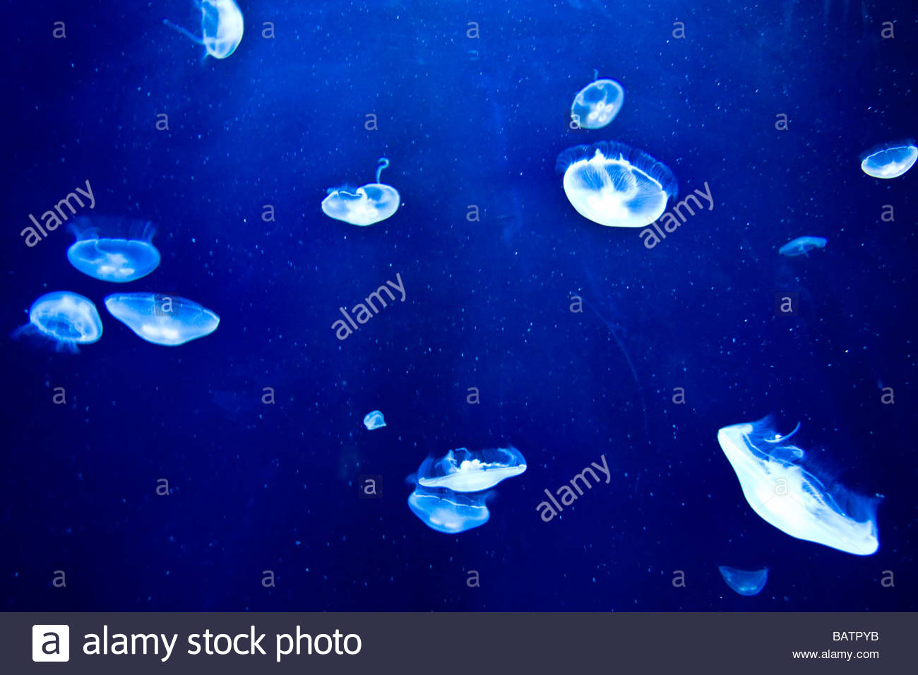 Celenterate Stock Photos & Celenterate Stock Images - Alamy