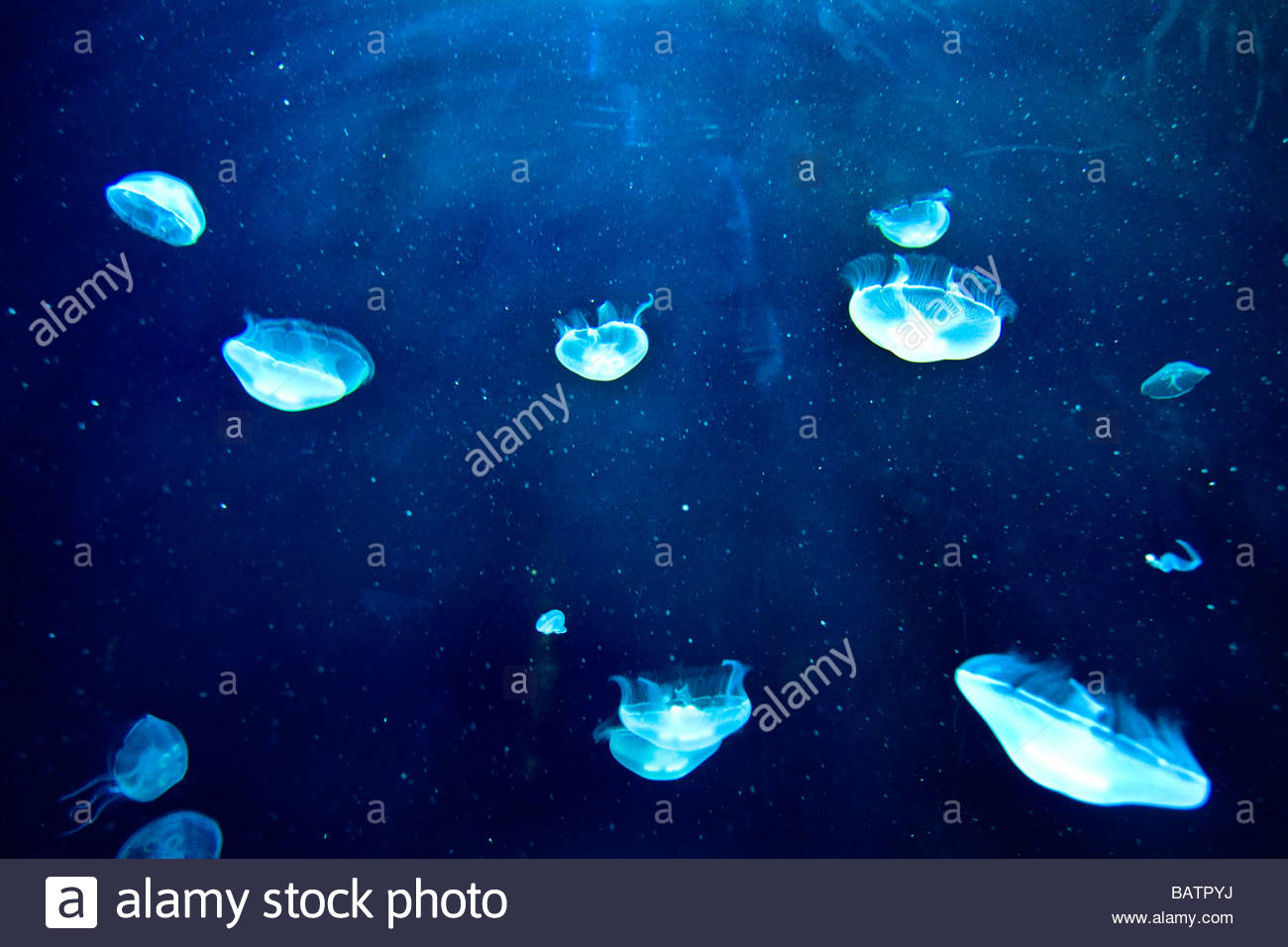 Celenterate Stock Photos & Celenterate Stock Images - Alamy