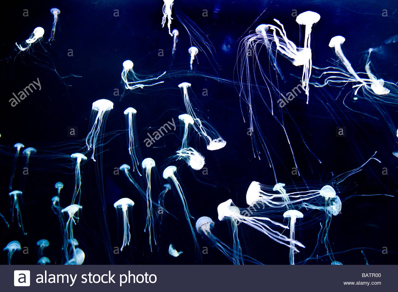 Celenterate Stock Photos & Celenterate Stock Images - Alamy