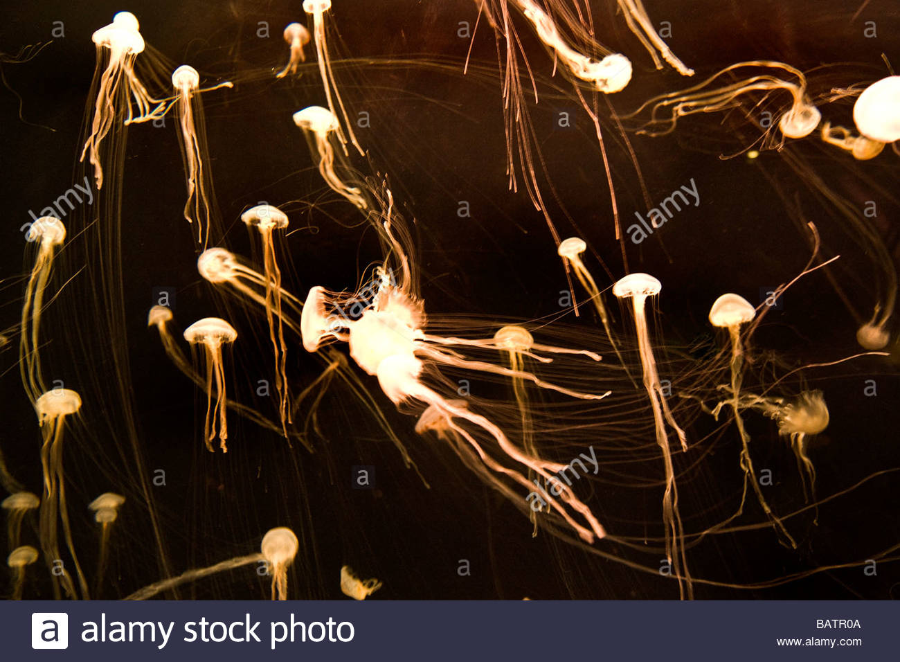 Celenterate Stock Photos & Celenterate Stock Images - Alamy