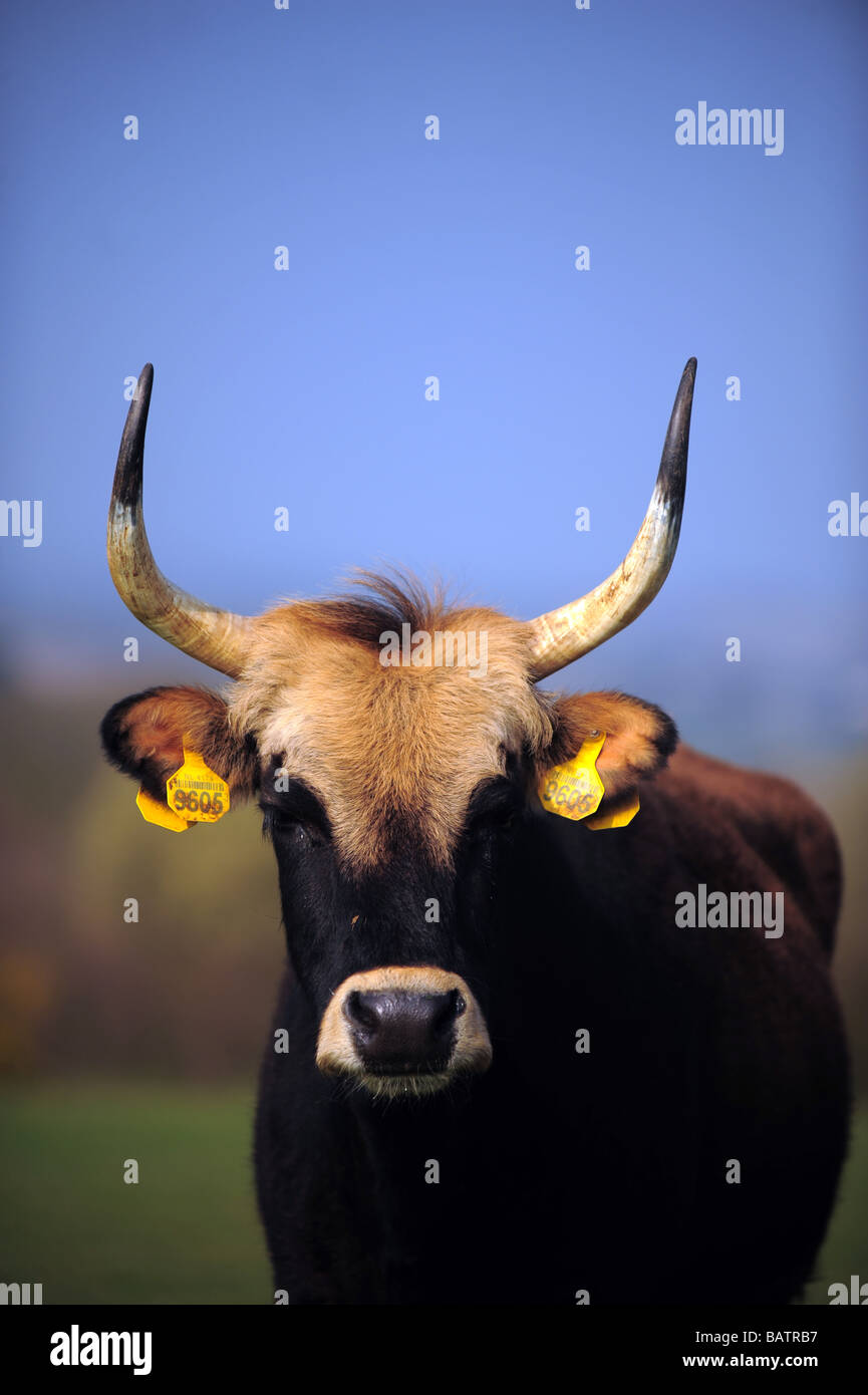 Heck Cattle, pictured at Upcott Grange Farm, near Lifton, Cornwall ...