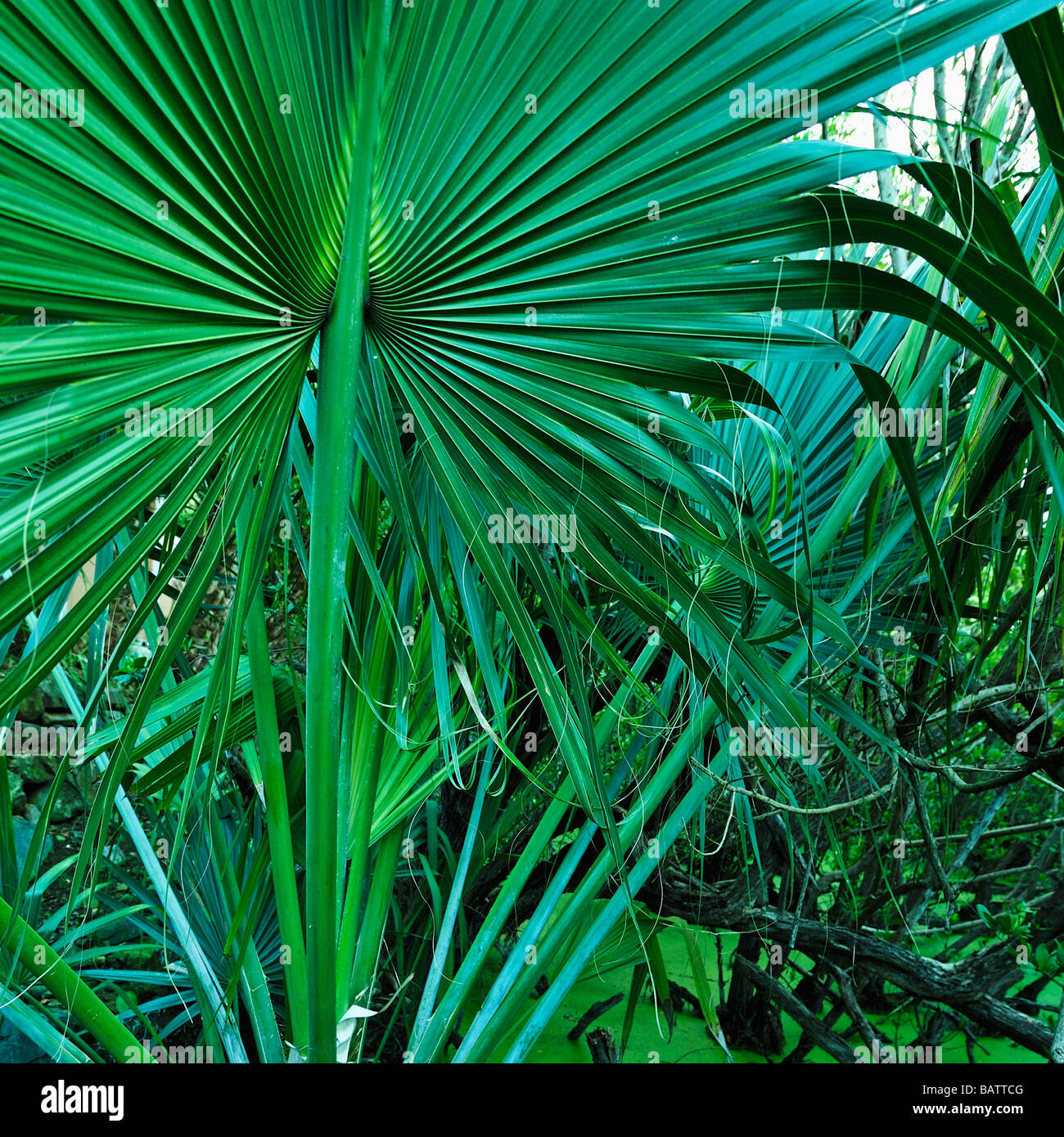 US Virgin Islands, St. Thomas, Tropical leaves Stock Photo - Alamy