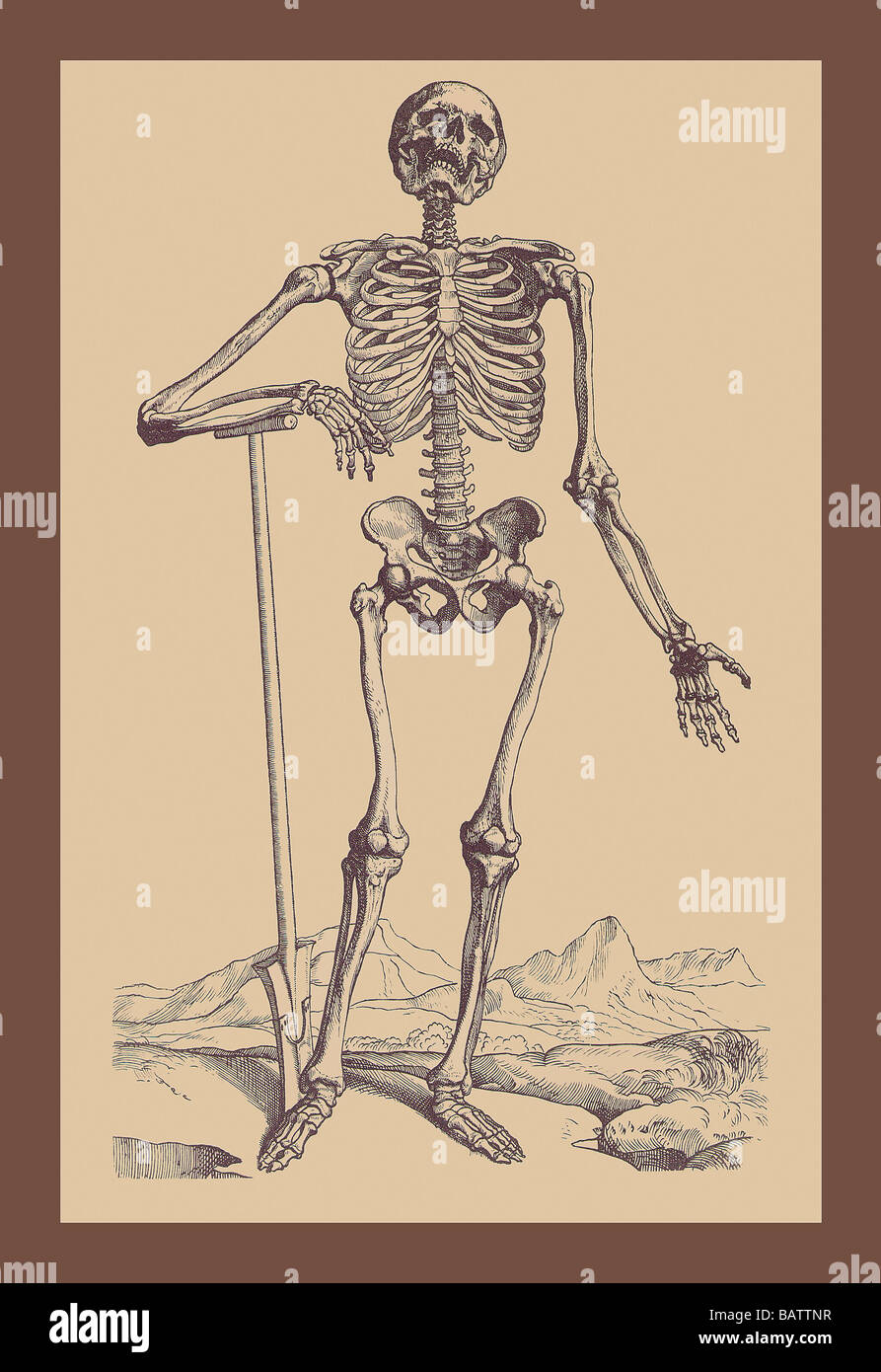 Skeleton with Shovel Stock Photo - Alamy