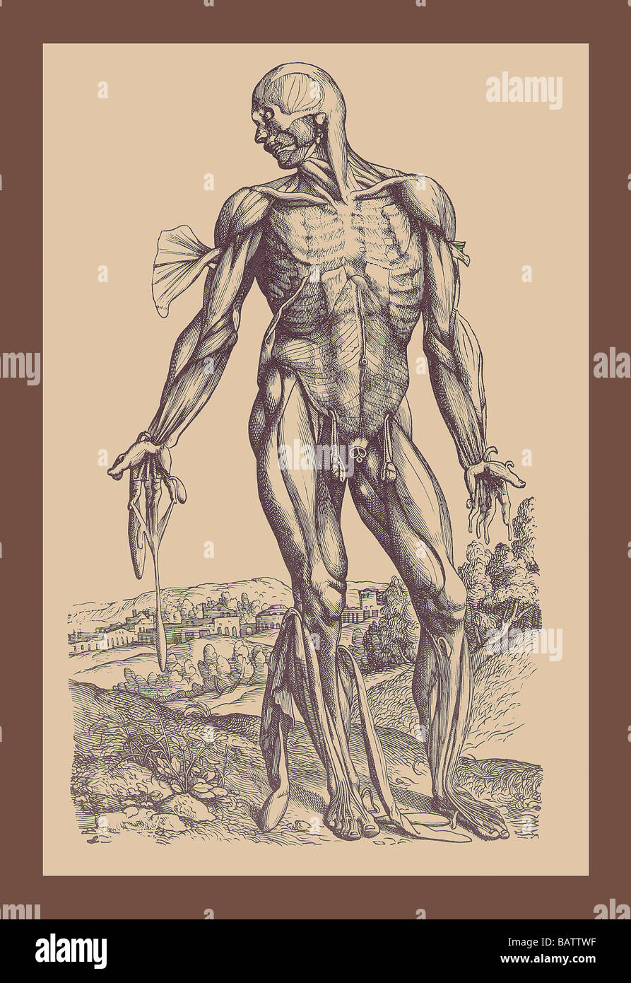 The Fourth Plate of the Muscles Stock Photo - Alamy