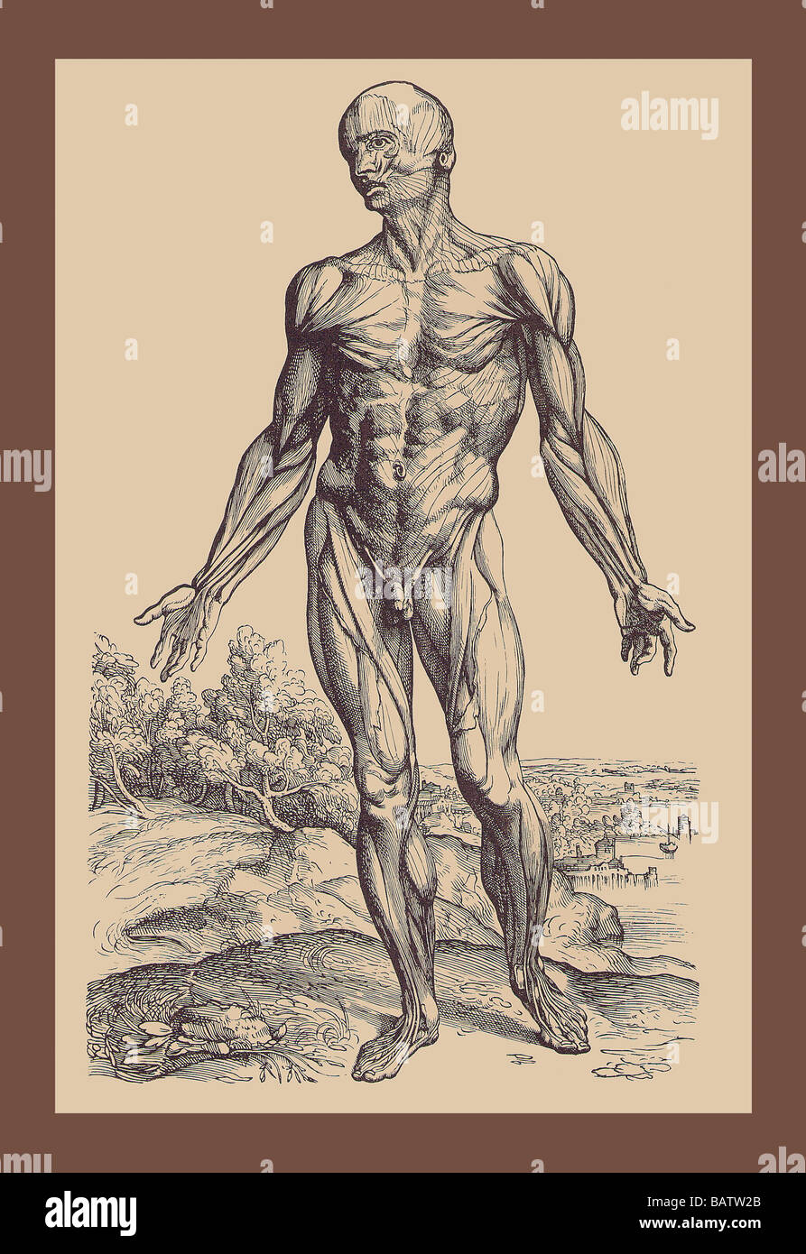 The First Plate of the Muscles Stock Photo - Alamy