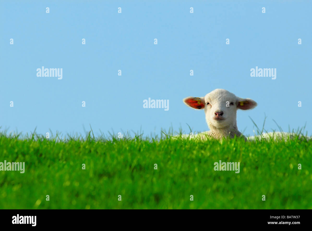 funny image of a cute lamb in spring in Holland The Netherlands Stock ...