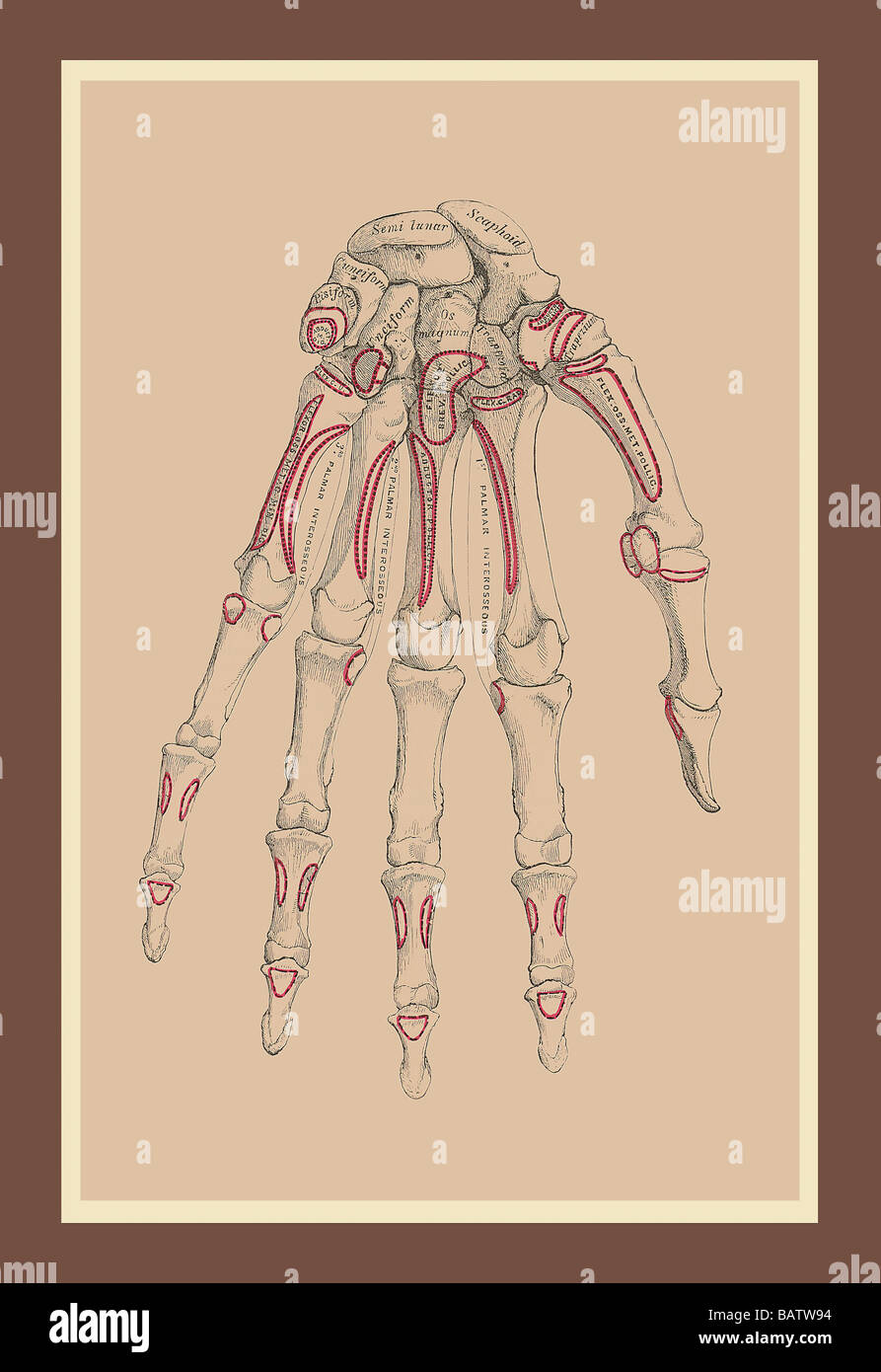 Bones of the Lower Row Stock Photo - Alamy