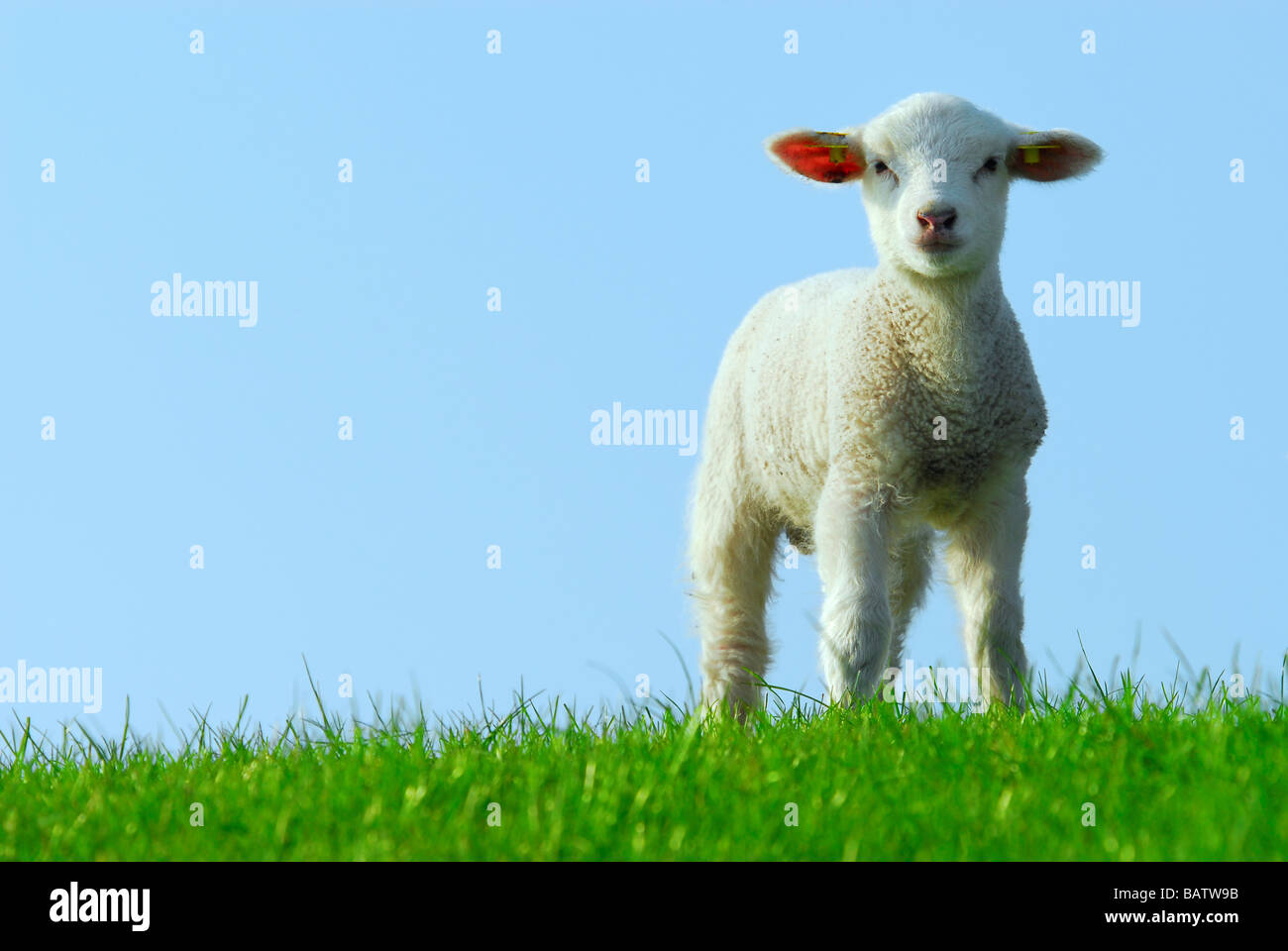 Cute baby lamb hi-res stock photography and images - Alamy