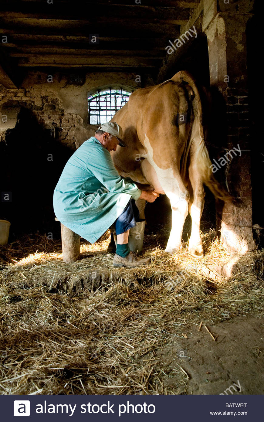 Milking Stalls High Resolution Stock Photography and Images - Alamy