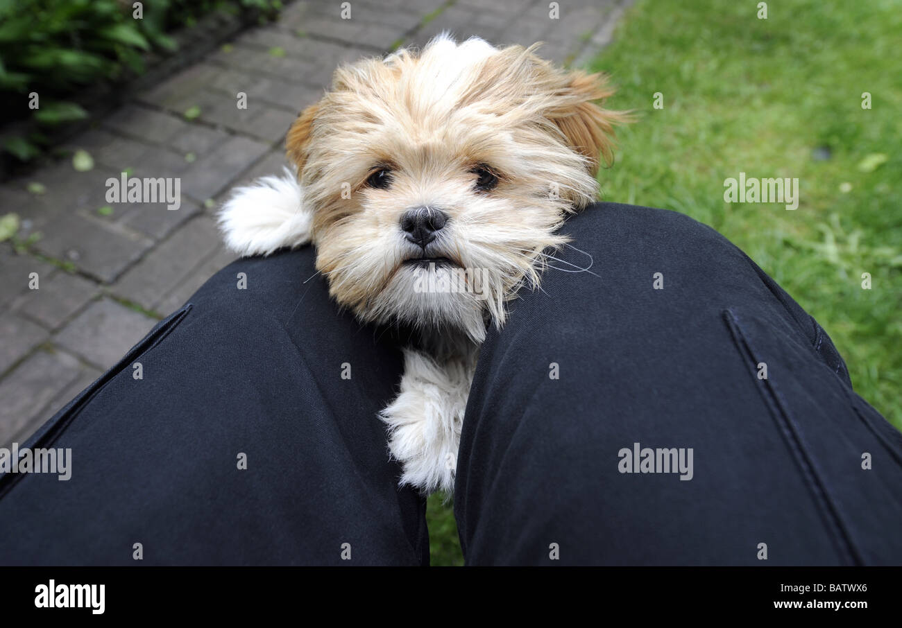 A SMALL DOG LOOKING UP AT ITS OWNER,UK Stock Photo - Alamy