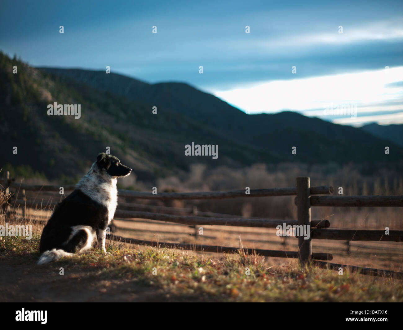 USA, Western Colorado, Guard dog sitting next to wooden fence Stock ...