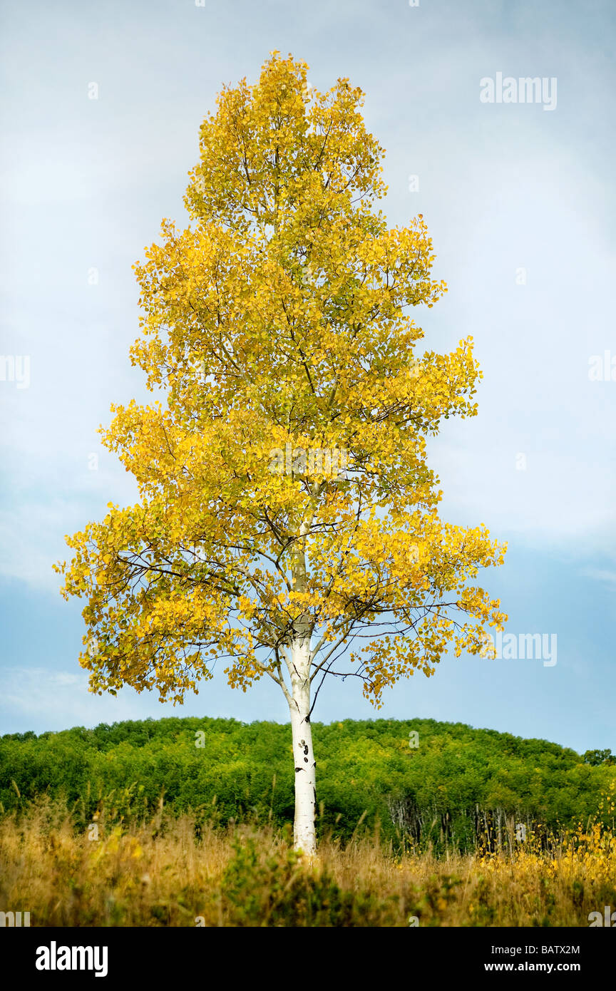 USA, Colorado, Steamboat Springs, Single tree standing on field in ...