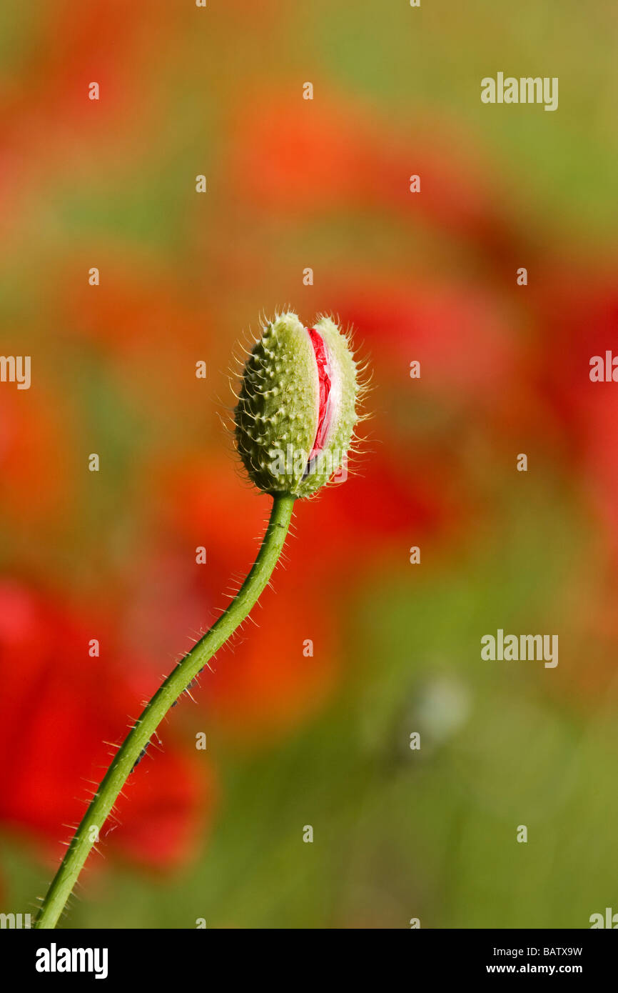 Corn poppy bud, close-up Stock Photo - Alamy