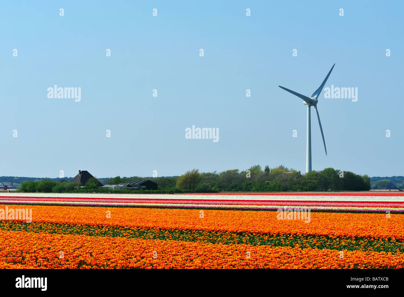 tulips and wind turbine in the Netherlands Stock Photo - Alamy