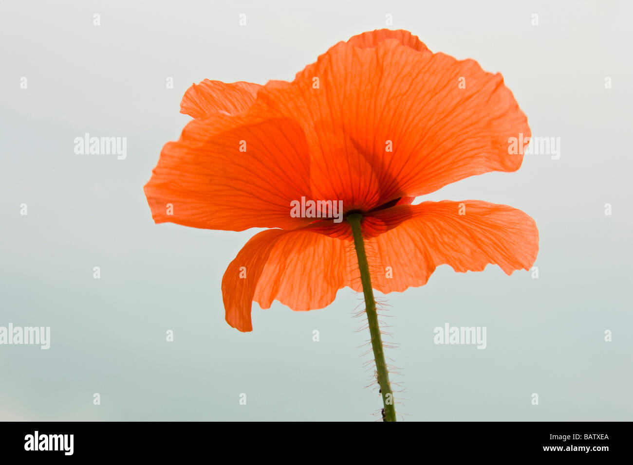 Single papaver white hi-res stock photography and images - Alamy
