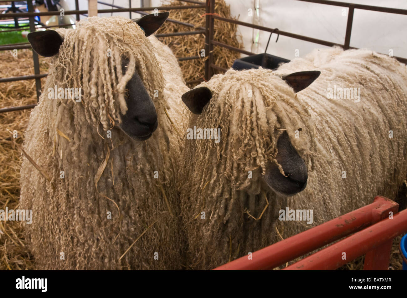 Sheep in pen show hi-res stock photography and images - Alamy