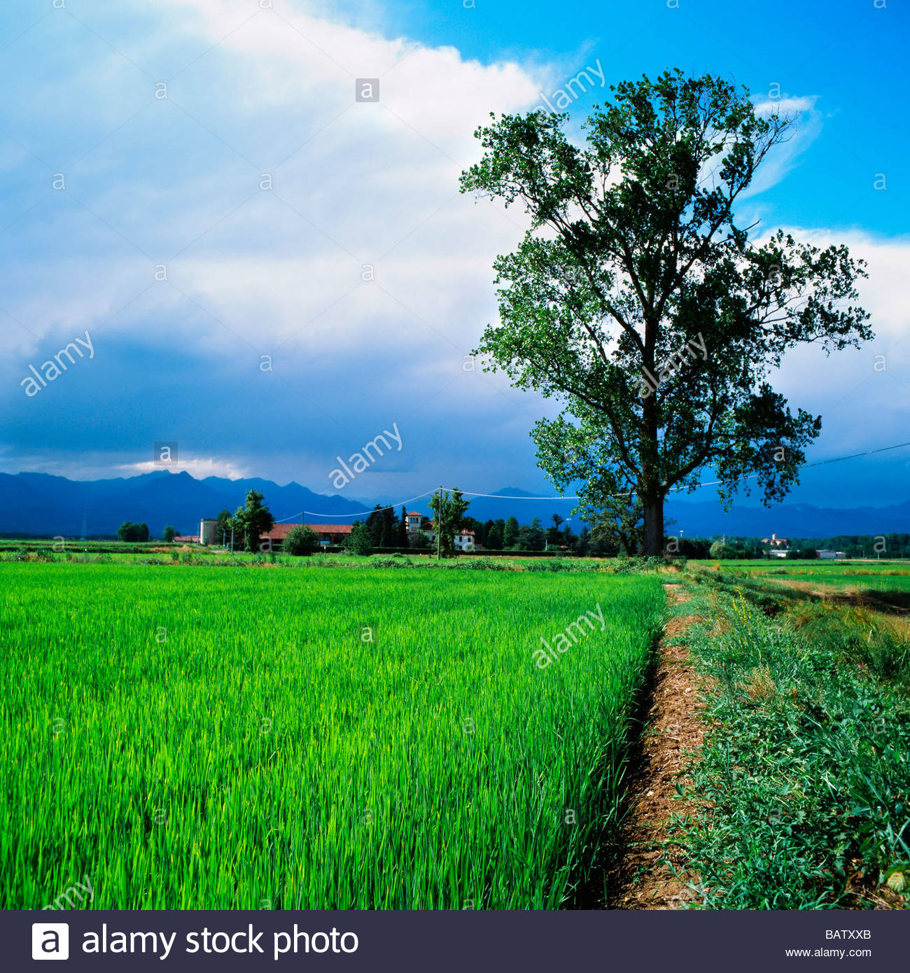 Rice Paddy Italy Stock Photos & Rice Paddy Italy Stock Images - Alamy