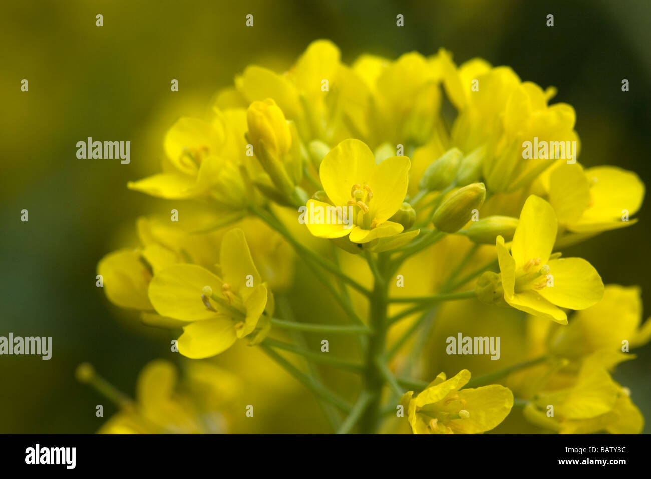 Cress rocket hi-res stock photography and images - Alamy