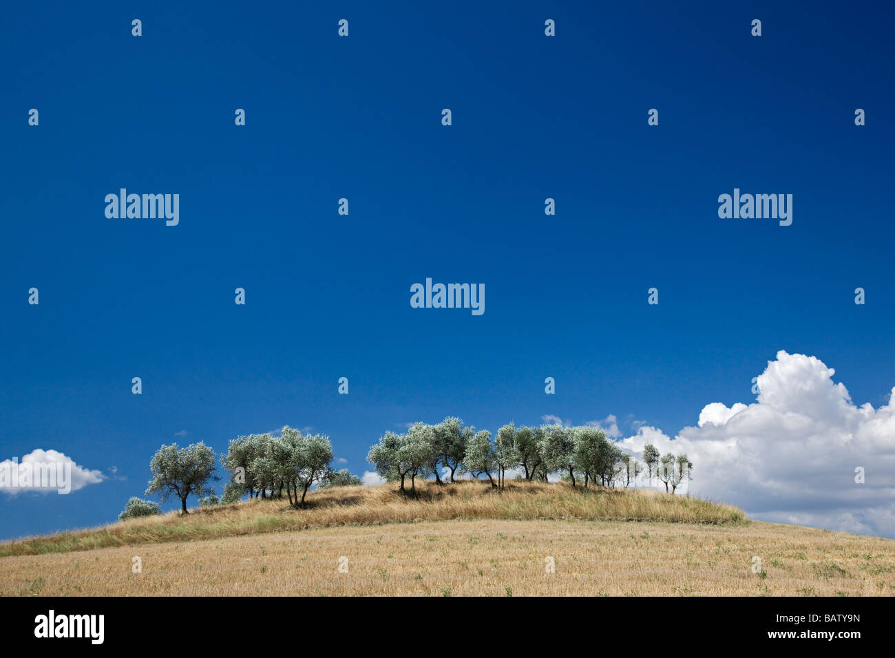 Hill olive trees hi-res stock photography and images - Alamy