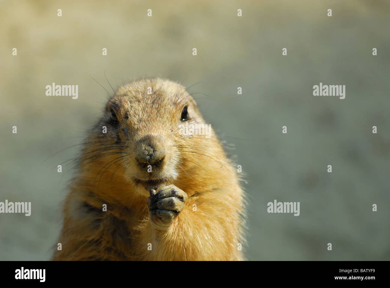 cute prairie dog Stock Photo - Alamy