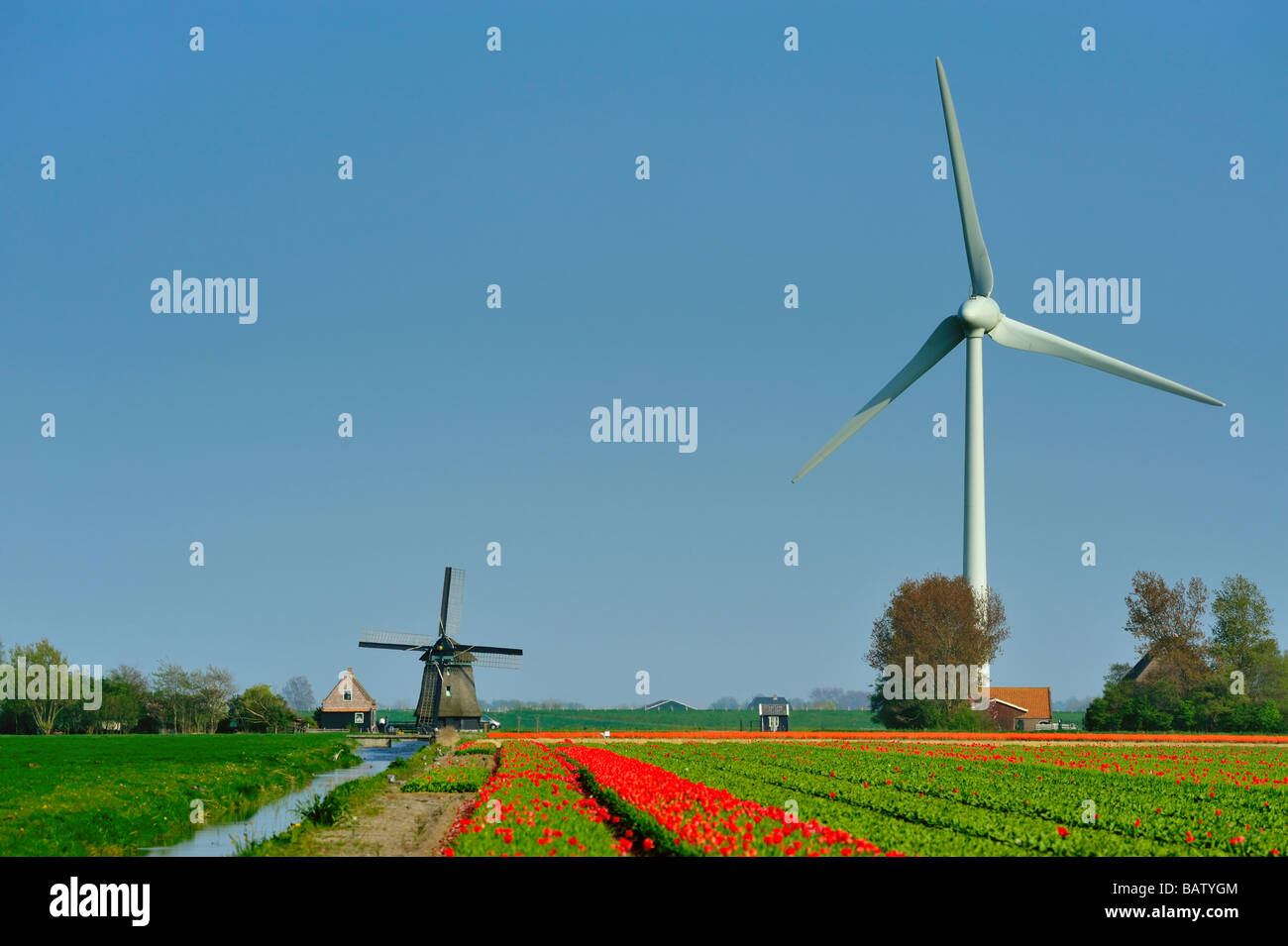 Netherlands windmill tulip hi-res stock photography and images - Alamy