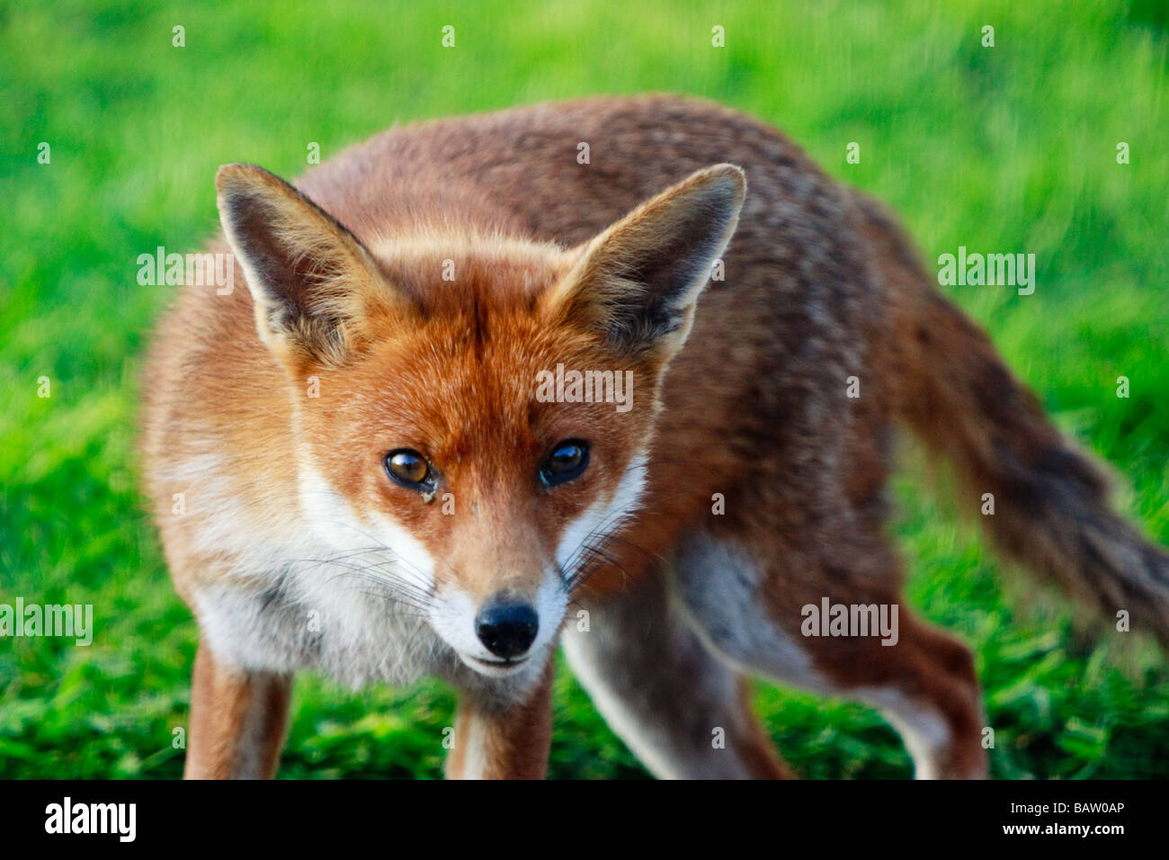 Female Red Fox Stock Photo - Alamy