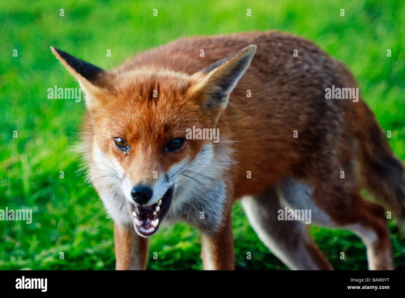Female Red Fox Stock Photo - Alamy