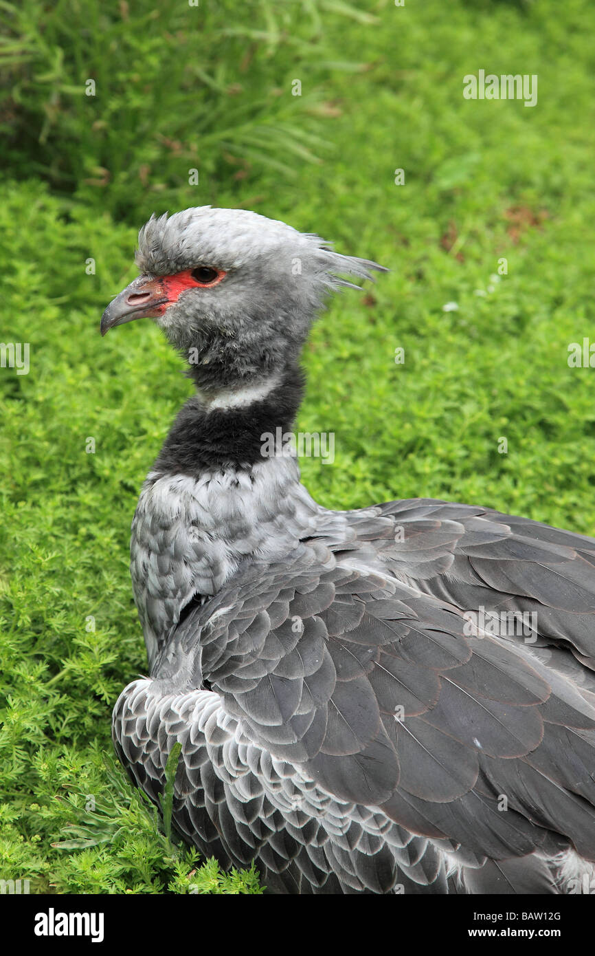Screamer bird hi-res stock photography and images - Alamy